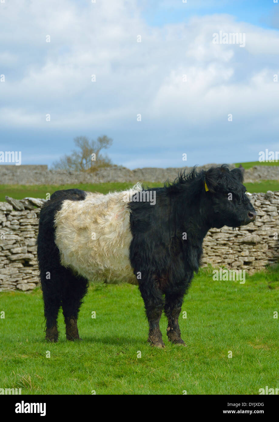 Belted galloway cow -Fotos und -Bildmaterial in hoher Auflösung – Alamy