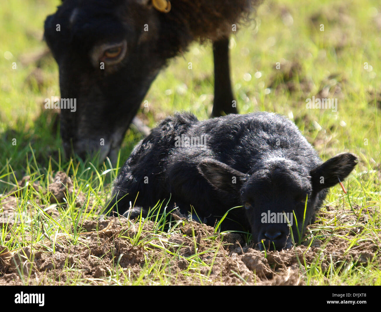Lamm runter -Fotos und -Bildmaterial in hoher Auflösung – Alamy