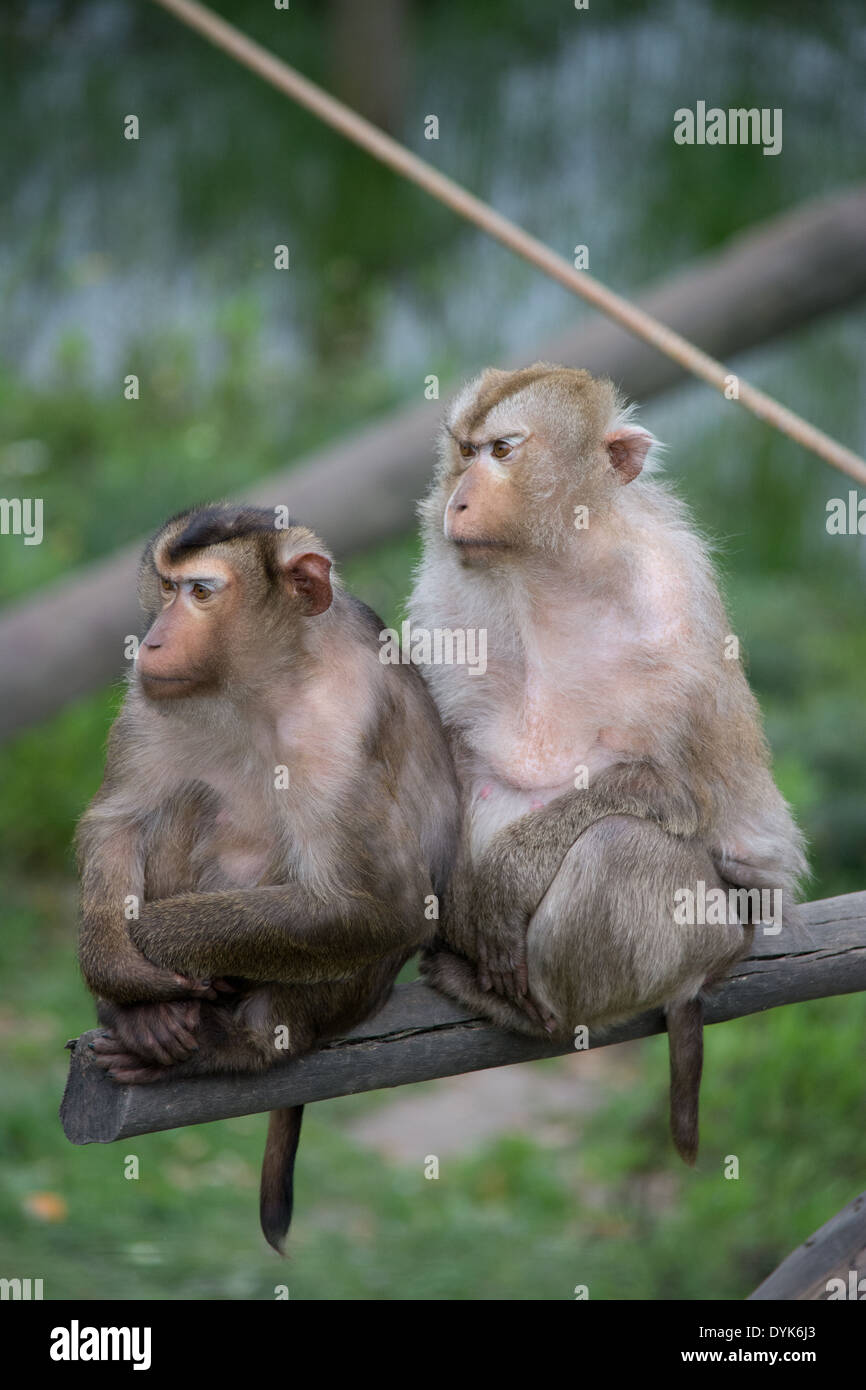 2 monkeys -Fotos und -Bildmaterial in hoher Auflösung – Alamy