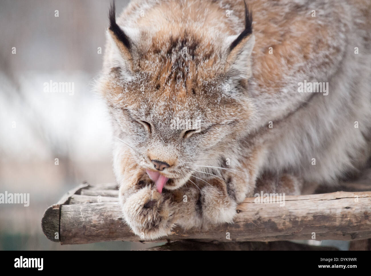 Kanadische luchs pfoten -Fotos und -Bildmaterial in hoher Auflösung – Alamy