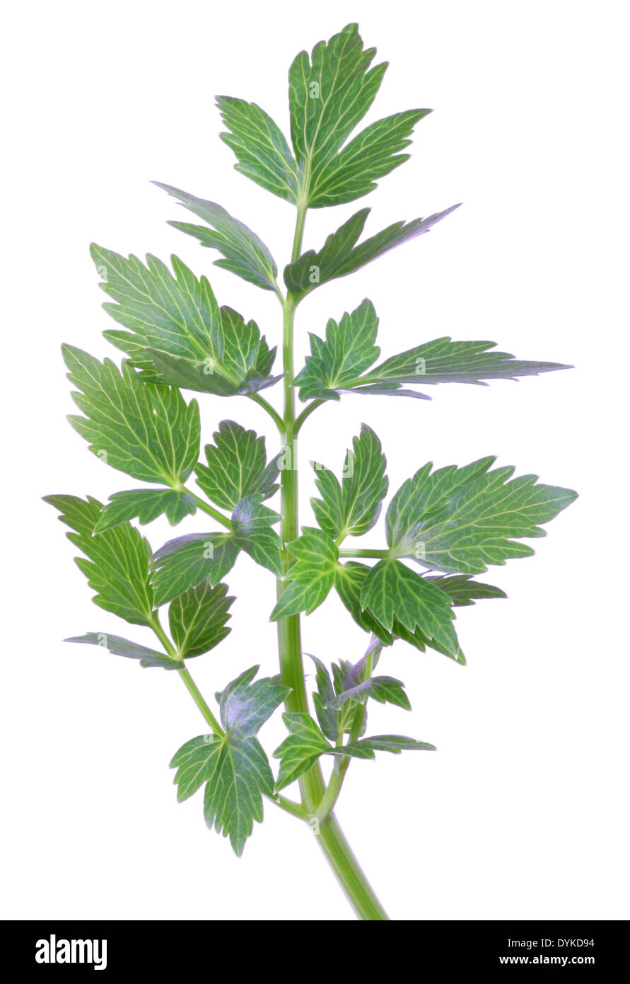 Liebstock, Liebstoeckel, Maggikraut, Levisticum Officinale, Garten ...