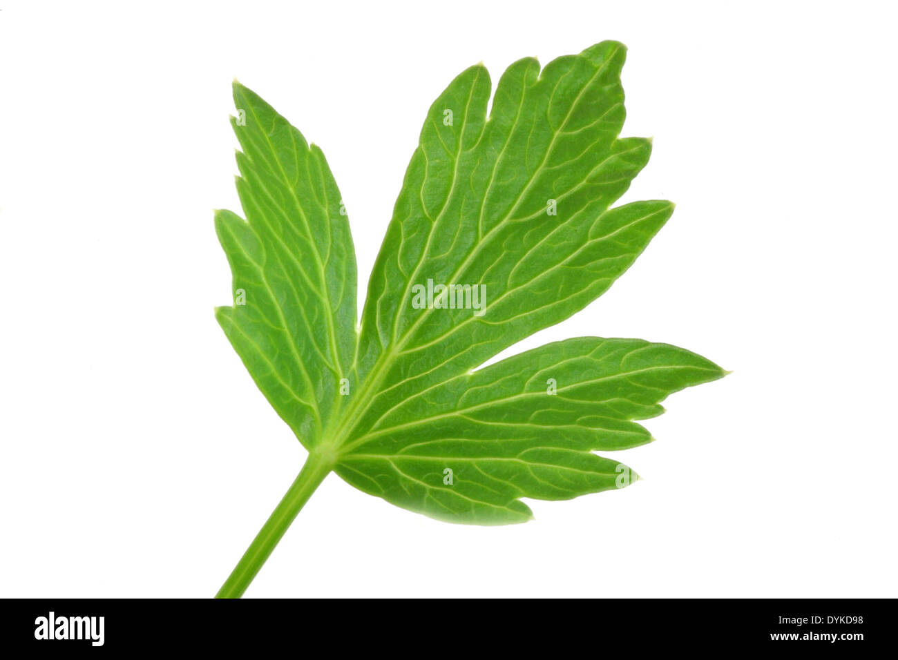 Liebstock, Liebstoeckel, Maggikraut, Levisticum Officinale, Garten ...