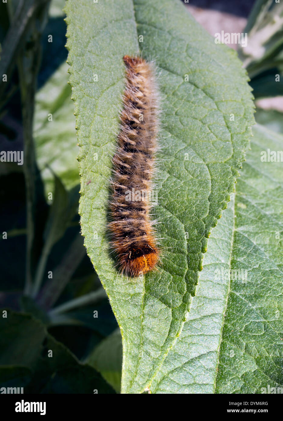 Eichenfalter raupe -Fotos und -Bildmaterial in hoher Auflösung – Alamy