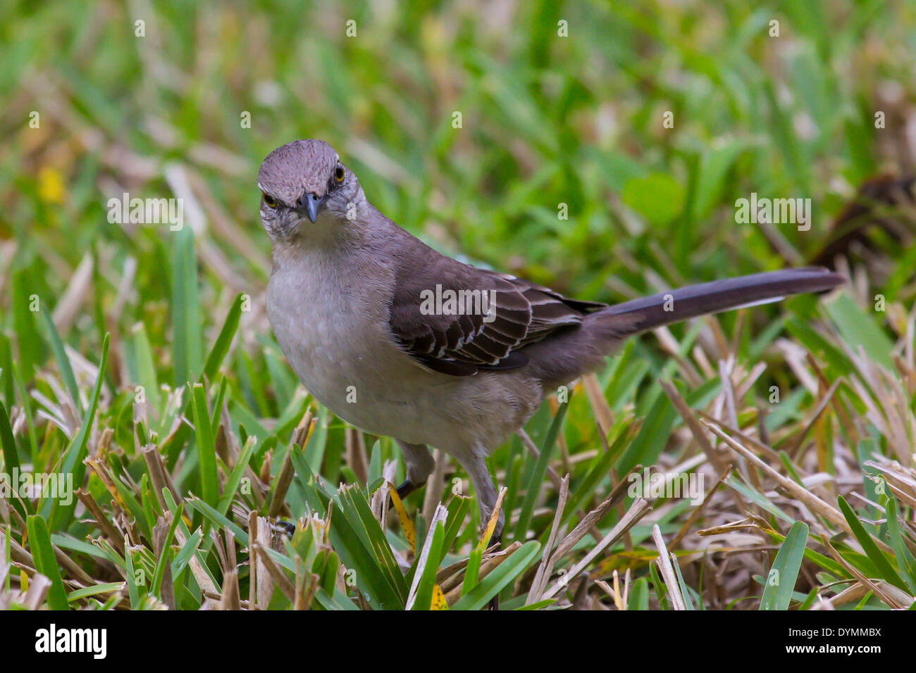 Nördliche Spottdrossel Mimus Polyglottos in Südwest Florida ...