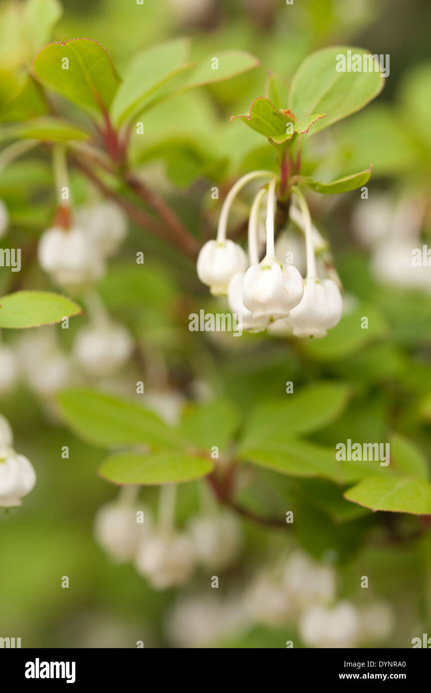 Blume Mit Glockenformigen Bluten Weiss