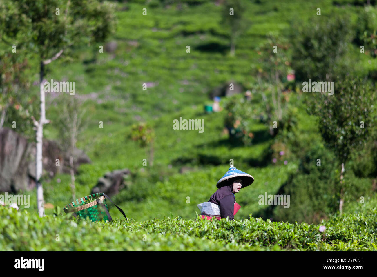 Schutz von plantagen plantagen -Fotos und -Bildmaterial in hoher ...