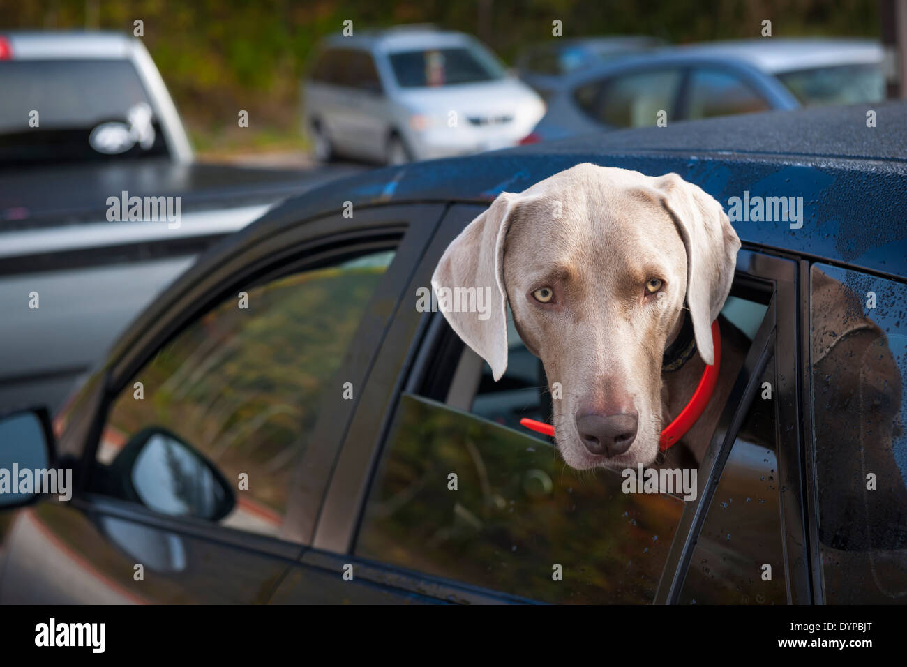 Hund im auto -Fotos und -Bildmaterial in hoher Auflösung – Alamy