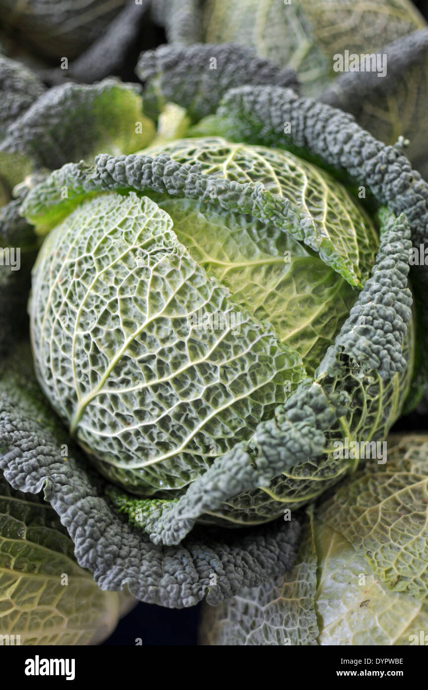 Von Wirsing Stockfotos und -bilder Kaufen - Alamy