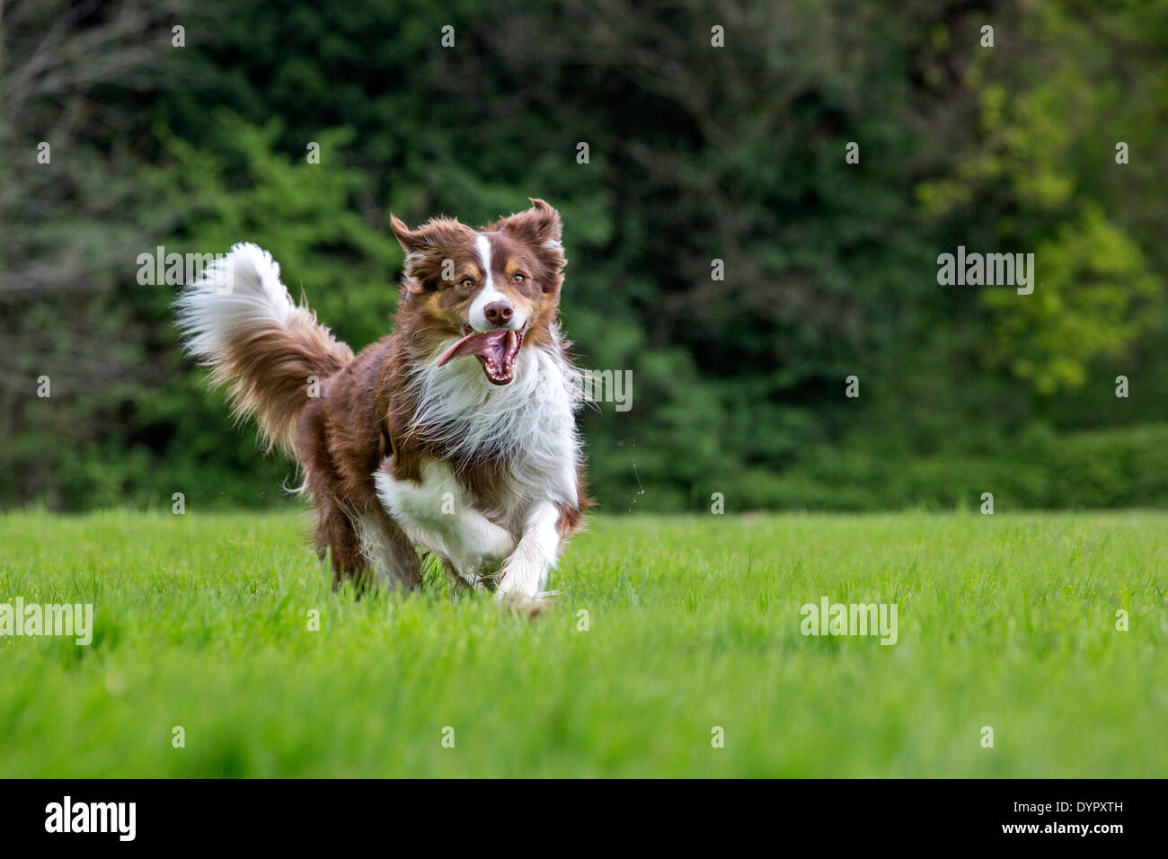 Glückliche hunde -Fotos und -Bildmaterial in hoher Auflösung – Alamy