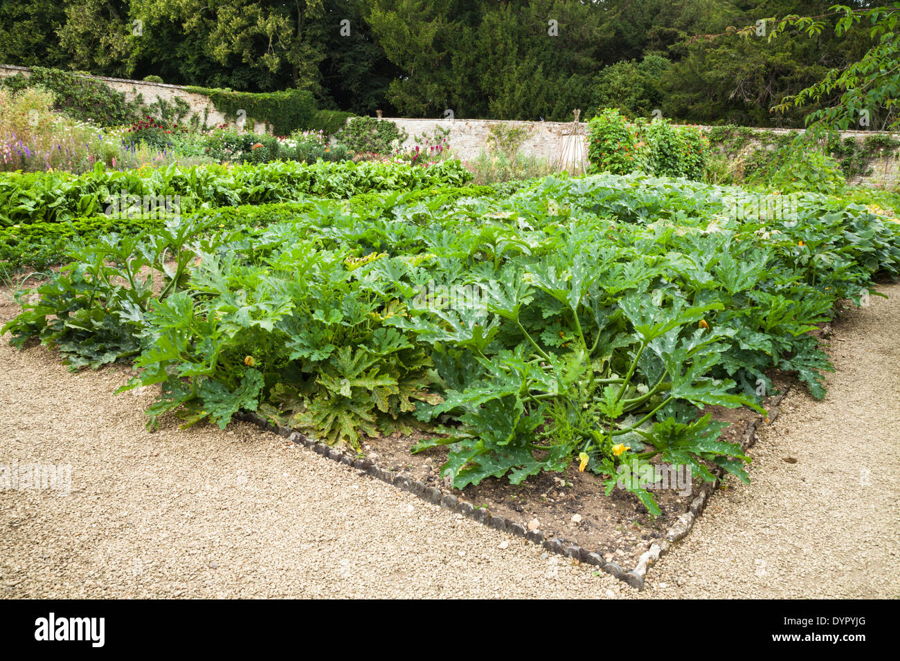 Wachsende pfade -Fotos und -Bildmaterial in hoher Auflösung – Alamy