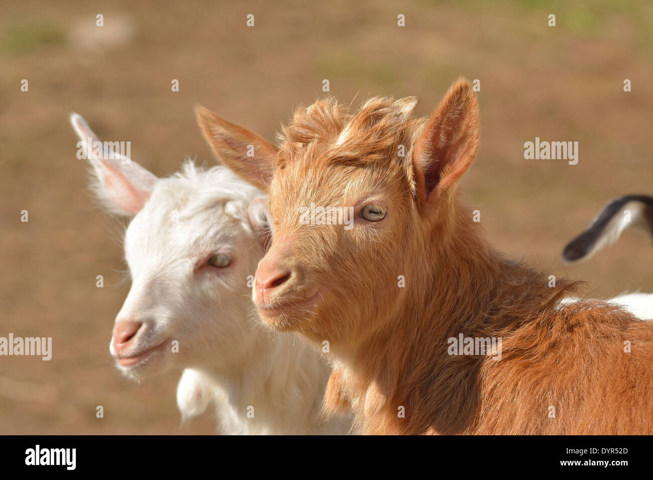 Baby ziege -Fotos und -Bildmaterial in hoher Auflösung – Alamy