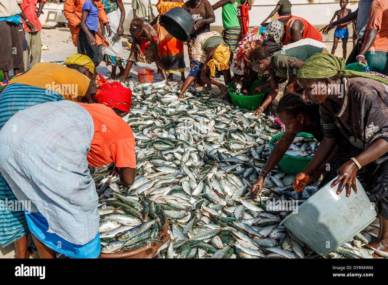 Local women sorting fish tange -Fotos und -Bildmaterial in hoher ...