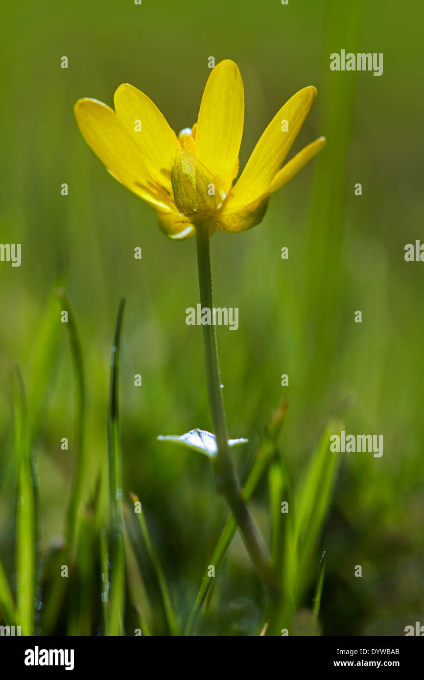 Ficaria verna huds -Fotos und -Bildmaterial in hoher Auflösung – Alamy