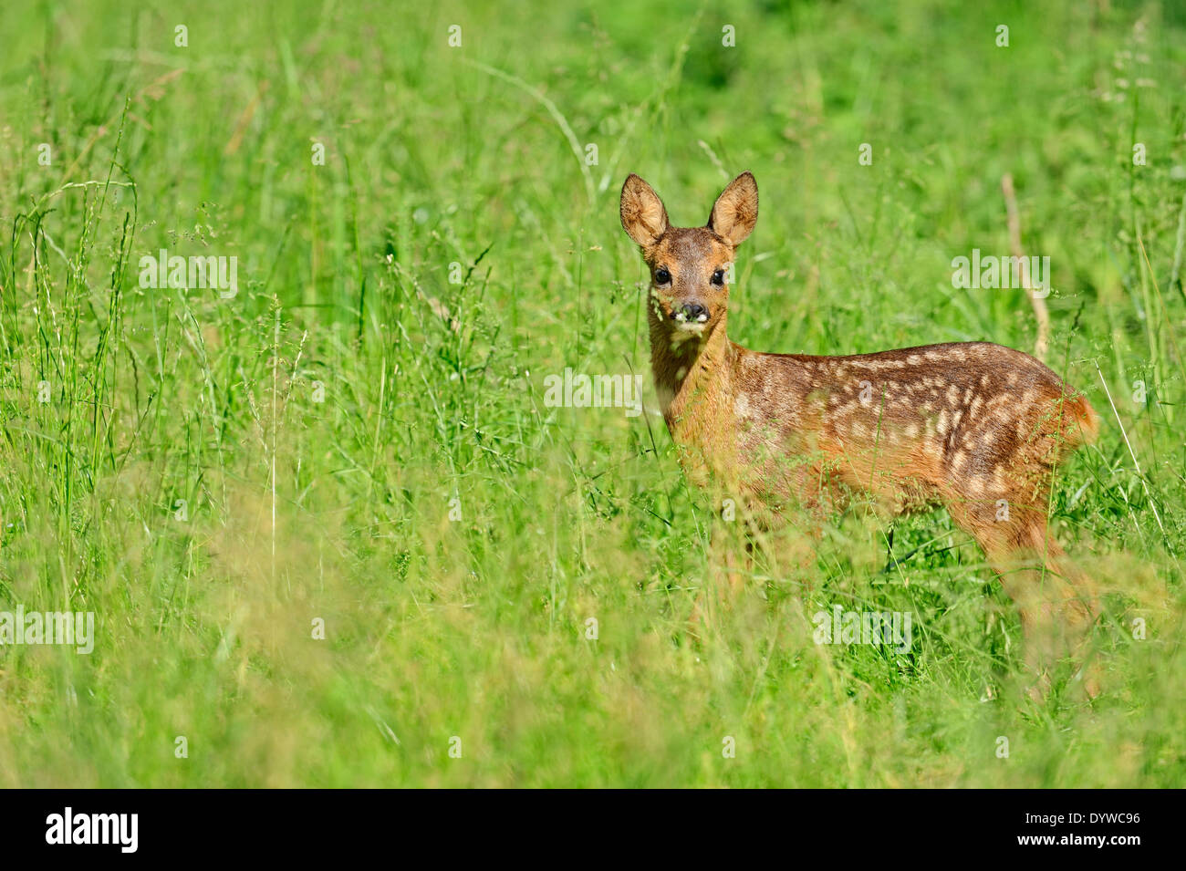 Western rehe -Fotos und -Bildmaterial in hoher Auflösung – Alamy
