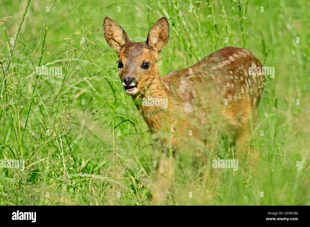 Europäisches reh -Fotos und -Bildmaterial in hoher Auflösung – Alamy