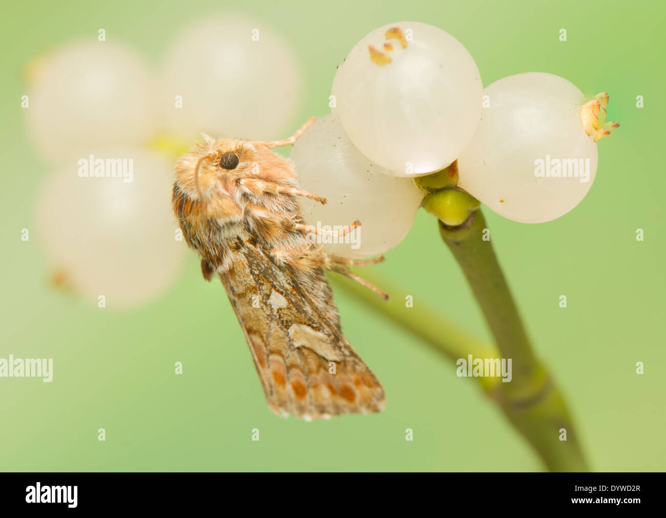 Panolis flamme -Fotos und -Bildmaterial in hoher Auflösung – Alamy