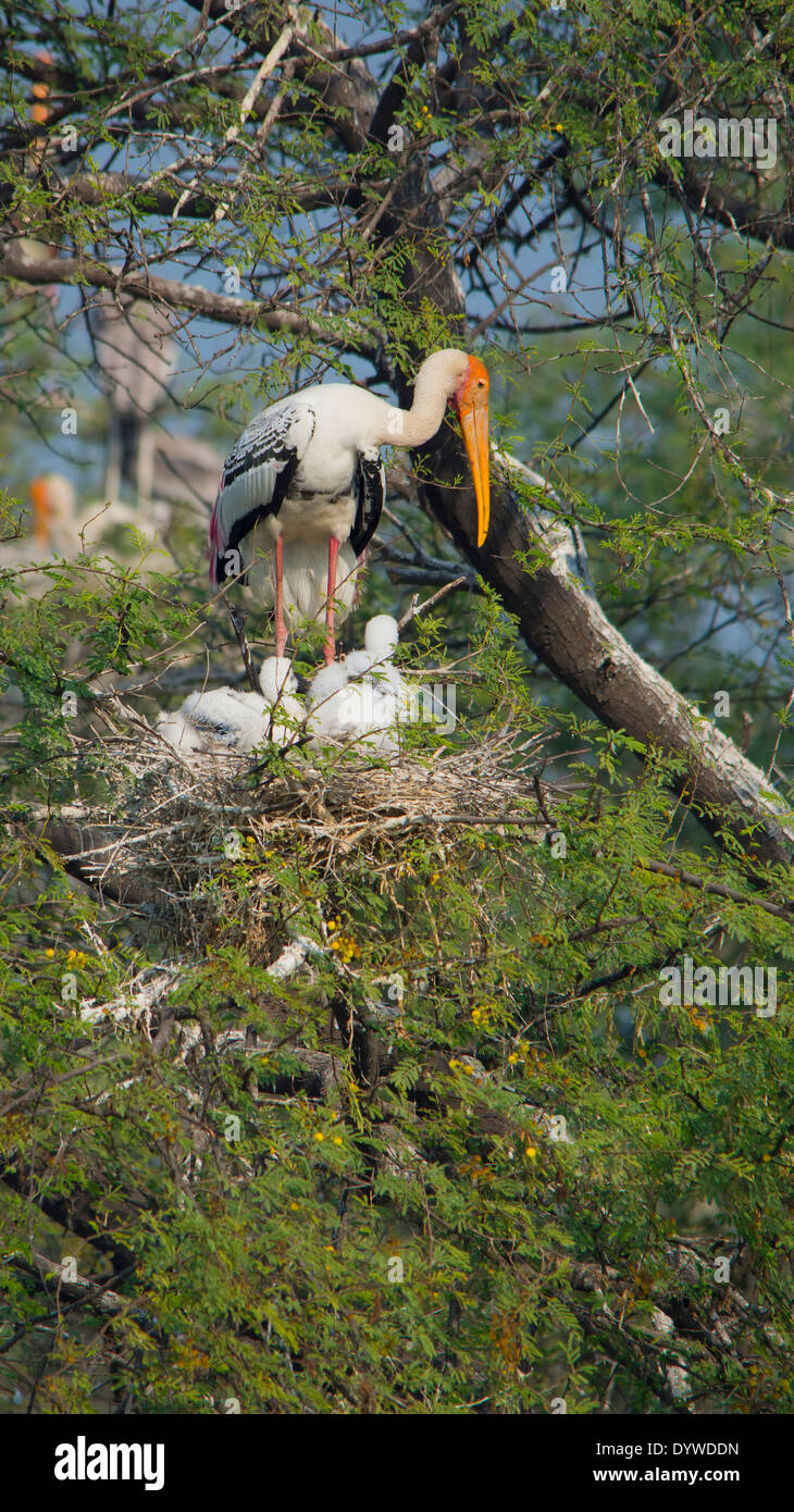 Ein Erwachsener gemalt Storch mit seiner Jungvögel im Nest ...