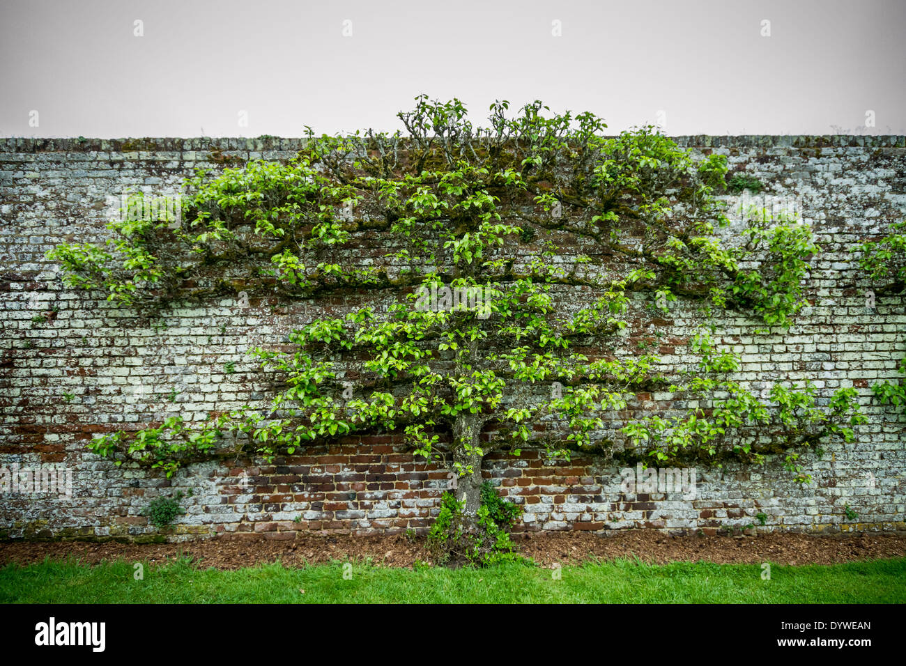 Mauer baum -Fotos und -Bildmaterial in hoher Auflösung – Alamy