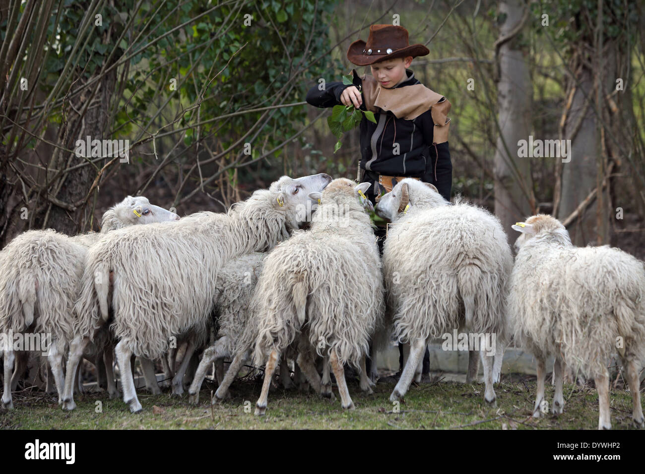 Berlin, Deutschland, Schafe, die Rasse Skudde neugierig um einen jungen ...