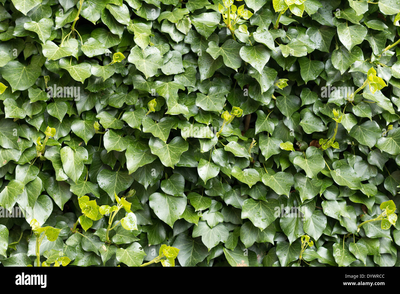 Efeu wand -Fotos und -Bildmaterial in hoher Auflösung – Alamy