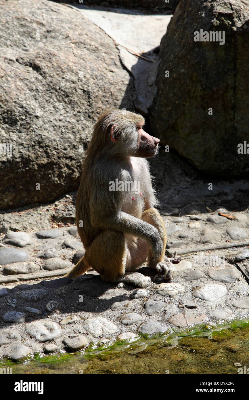 Primaten in einem zoo -Fotos und -Bildmaterial in hoher Auflösung – Alamy