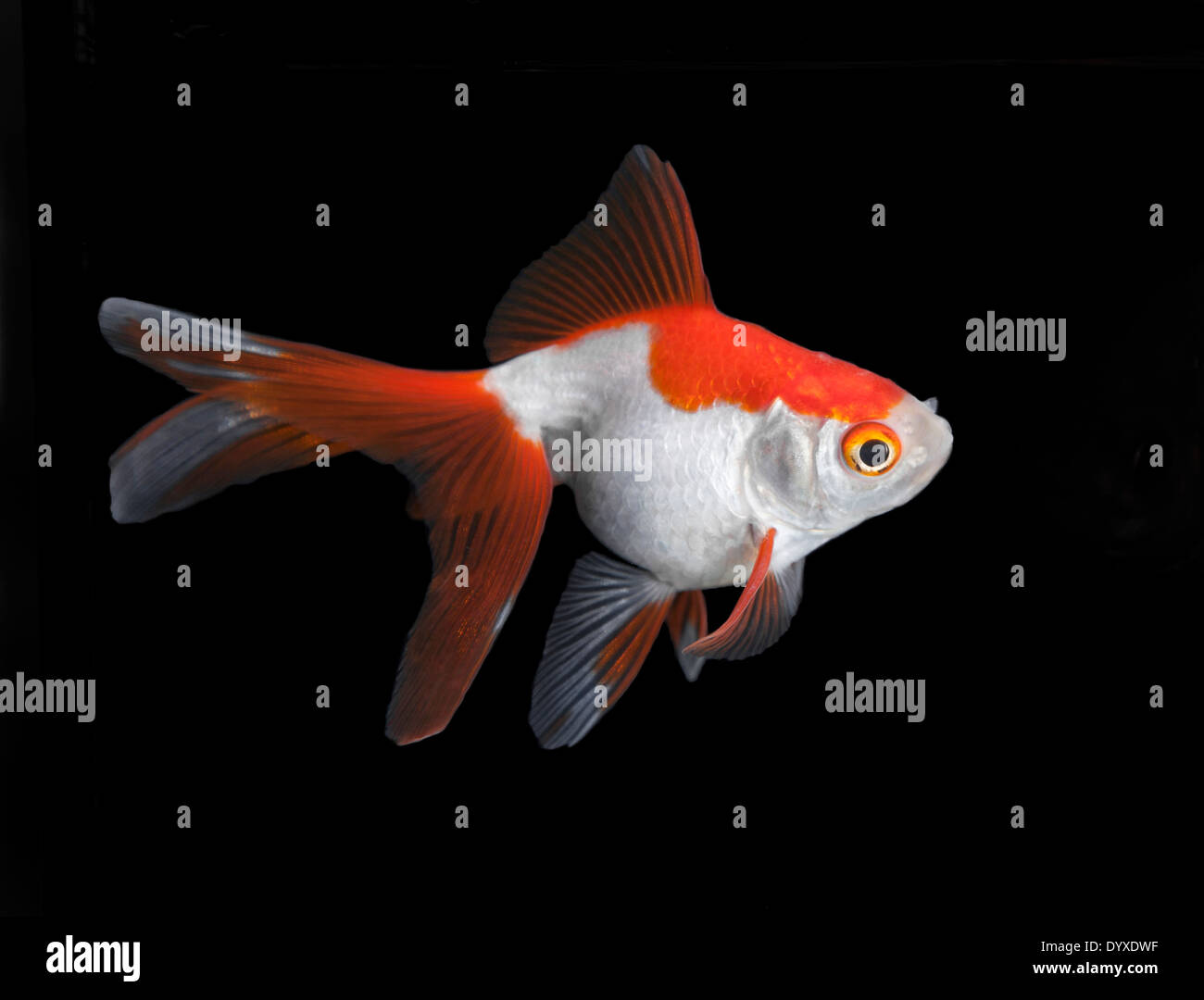 Gold fish black background -Fotos und -Bildmaterial in hoher Auflösung ...