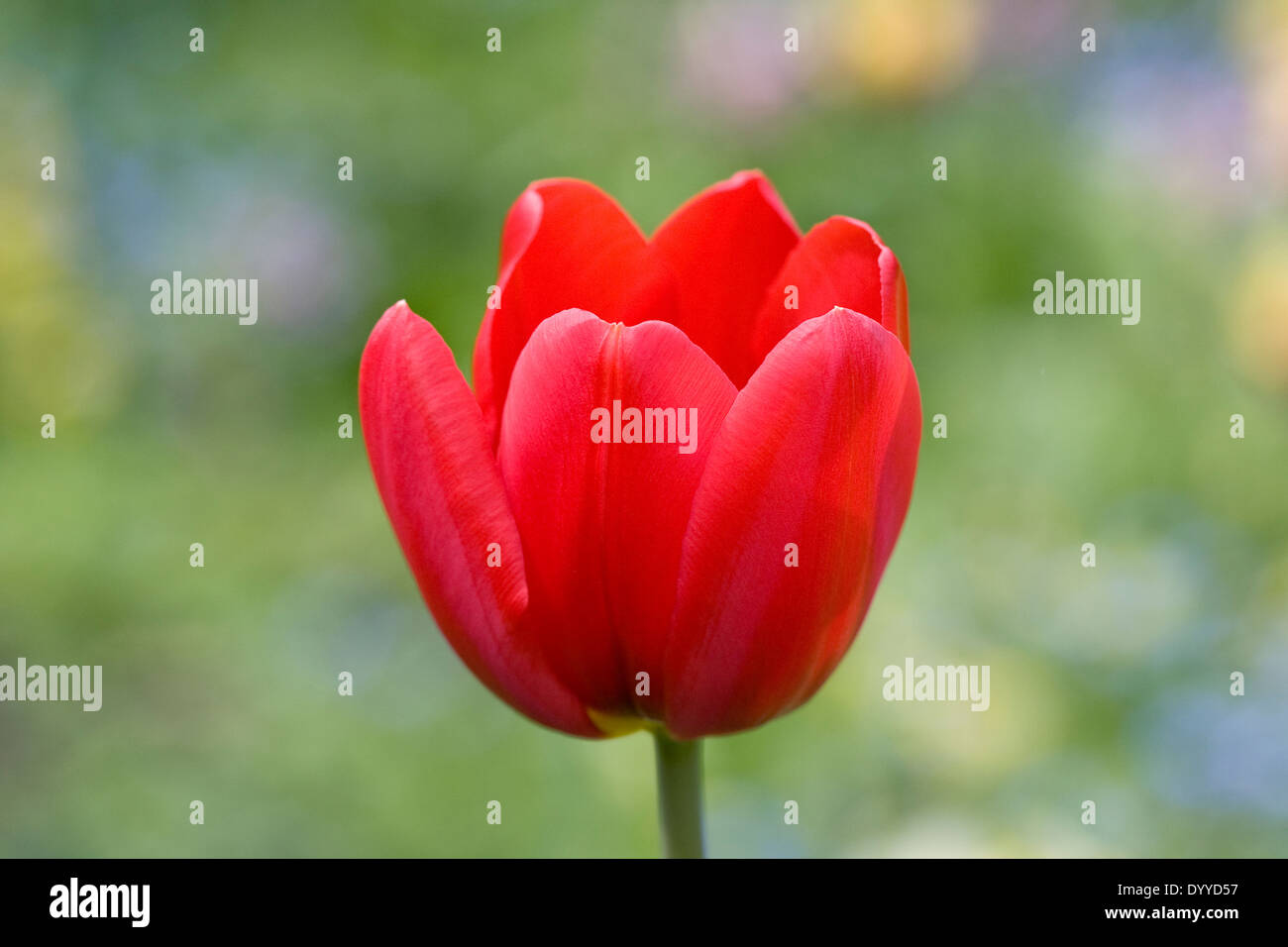Rote tepalen -Fotos und -Bildmaterial in hoher Auflösung – Alamy