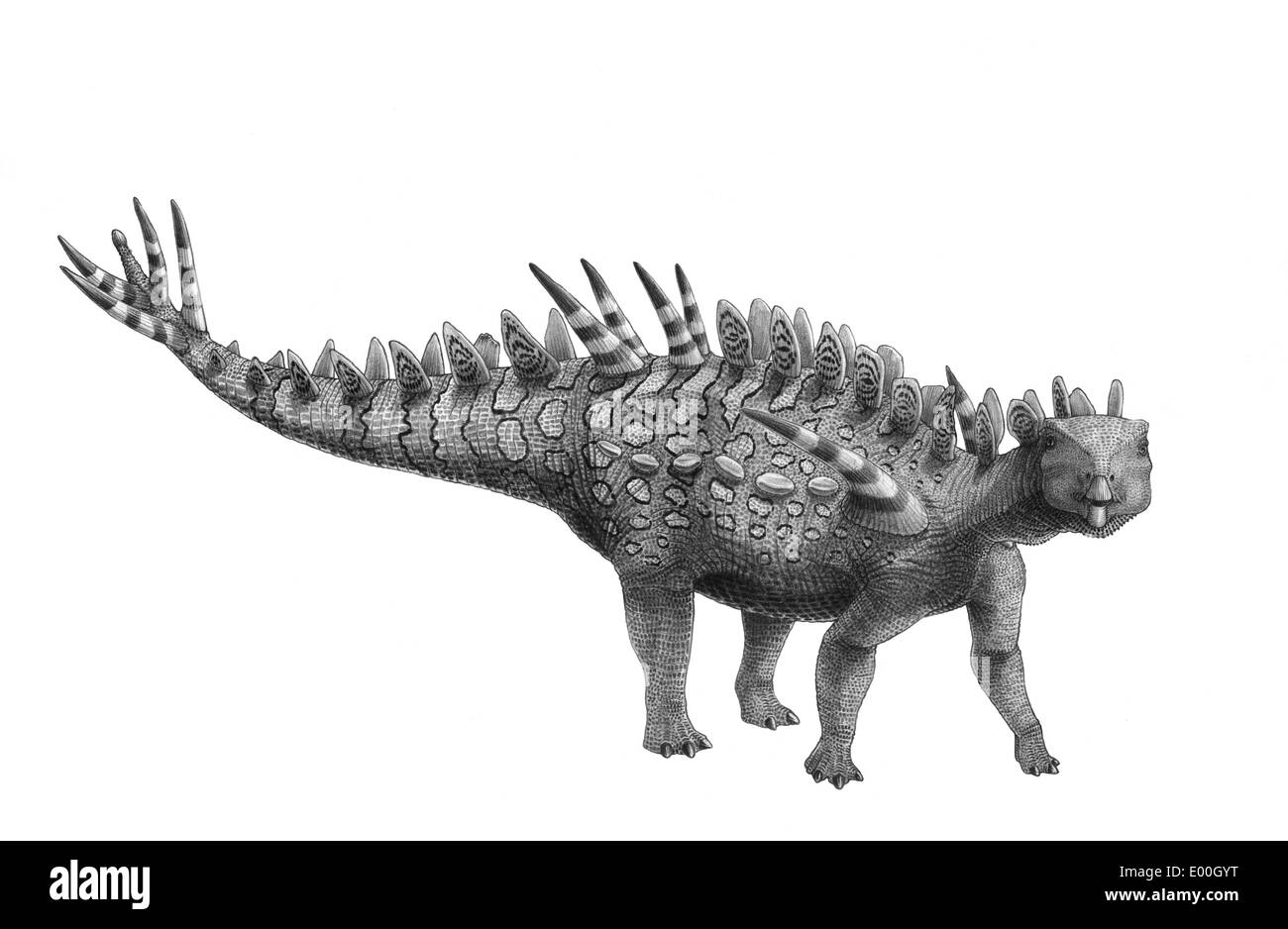 Gepanzerte dinosaurier Schwarzweiß-Stockfotos und -bilder - Alamy