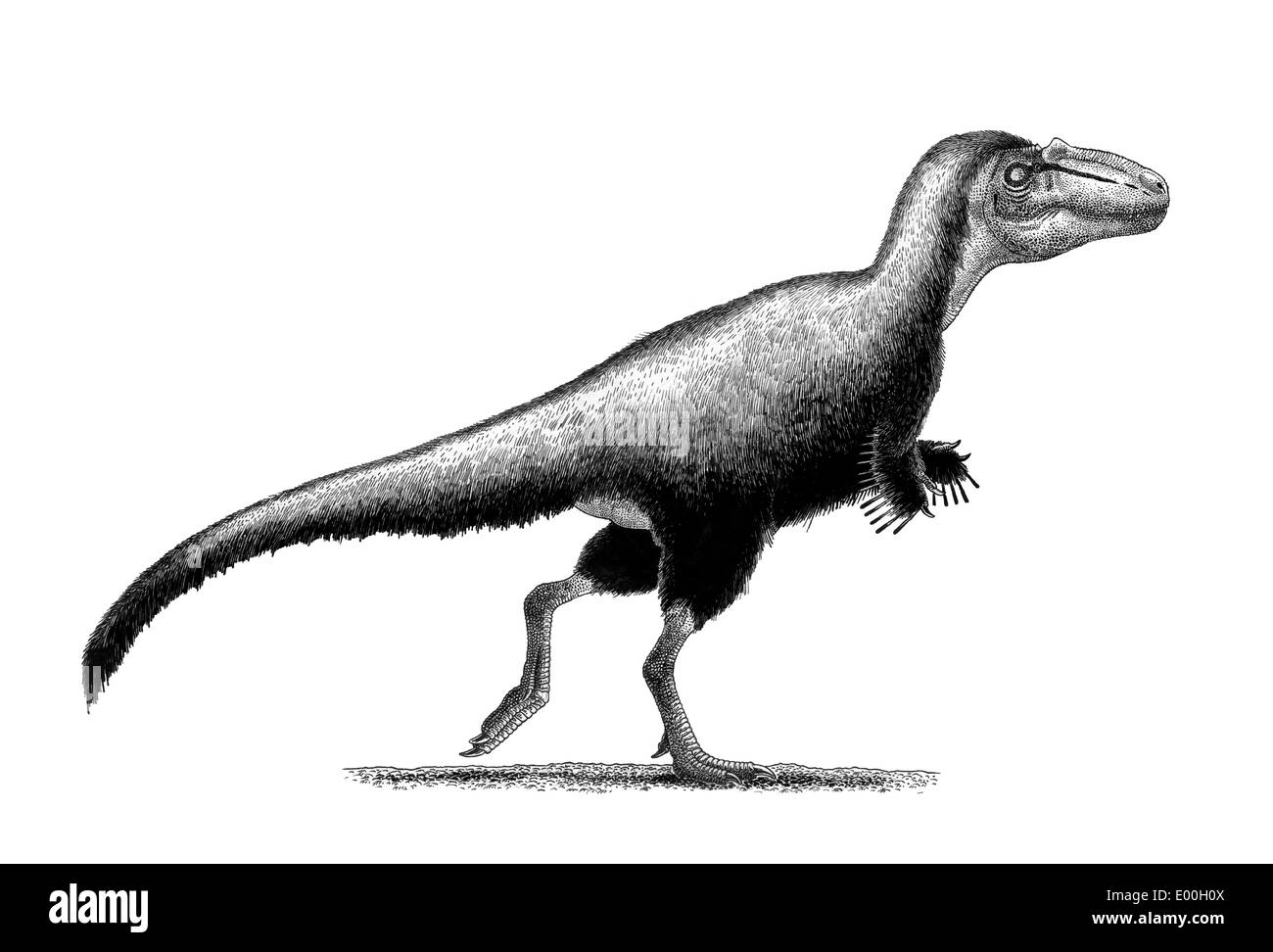 Teratophoneus Curriei Stockfotos und -bilder Kaufen - Alamy