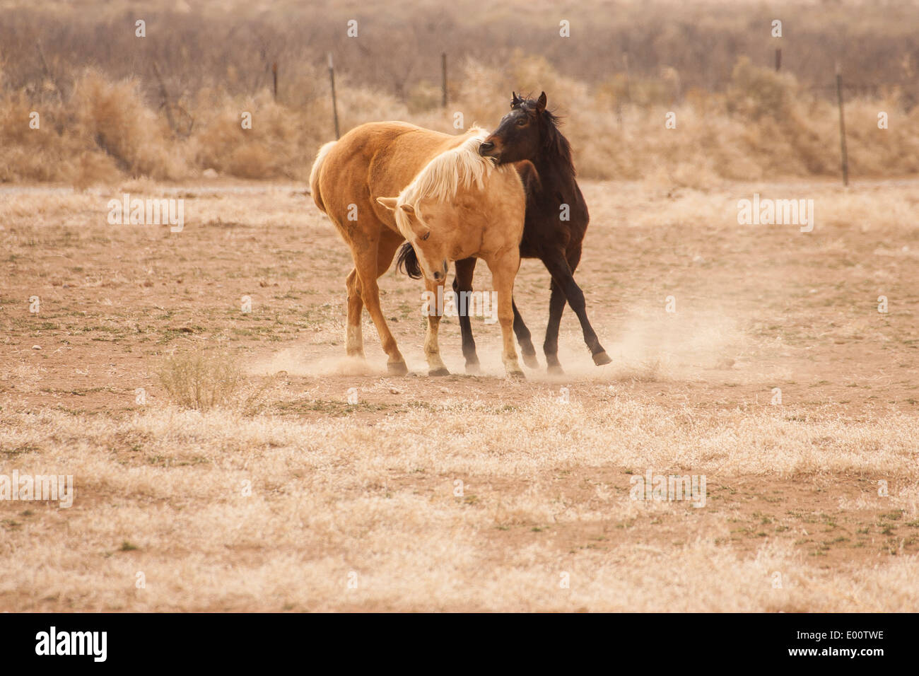 Herumtollen von pferden -Fotos und -Bildmaterial in hoher Auflösung – Alamy