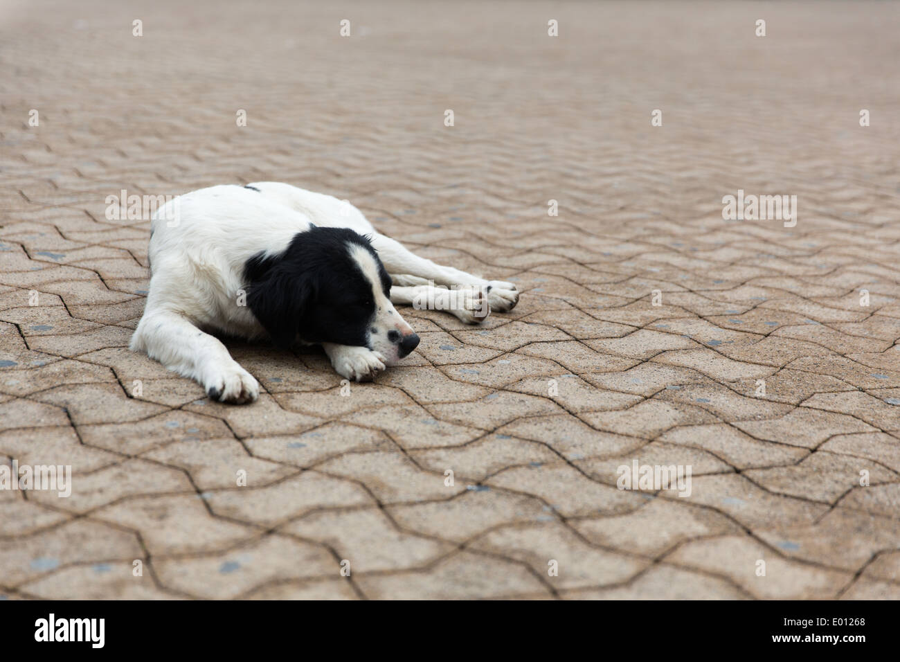 Die streuner -Fotos und -Bildmaterial in hoher Auflösung – Alamy