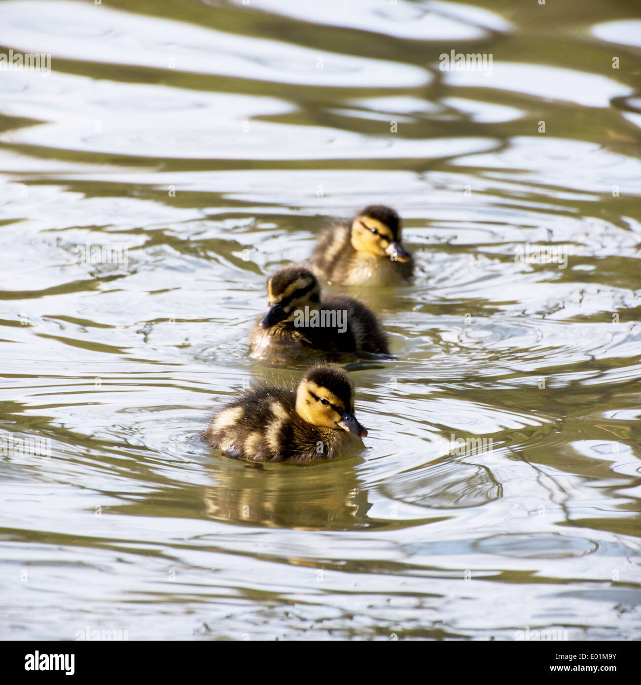 Drei kleine gelbe enten -Fotos und -Bildmaterial in hoher Auflösung – Alamy