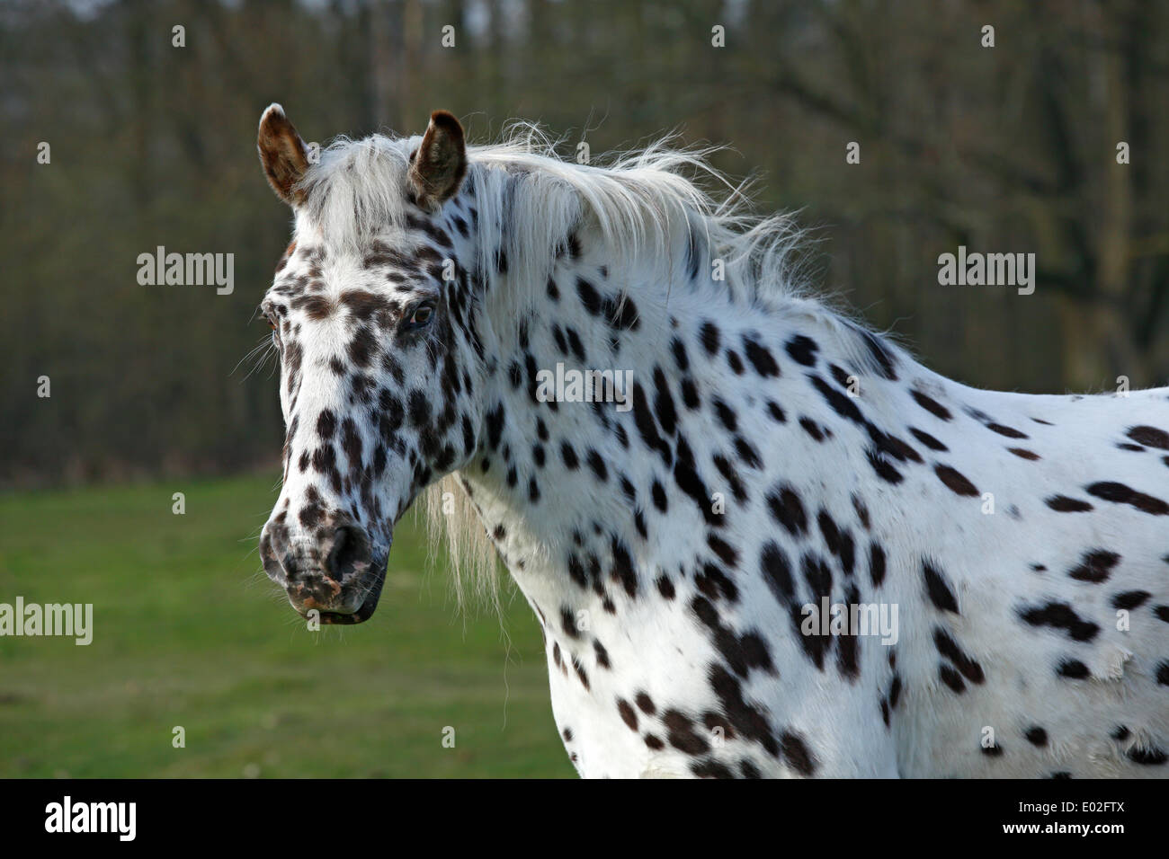 Appaloosa pferd -Fotos und -Bildmaterial in hoher Auflösung – Alamy