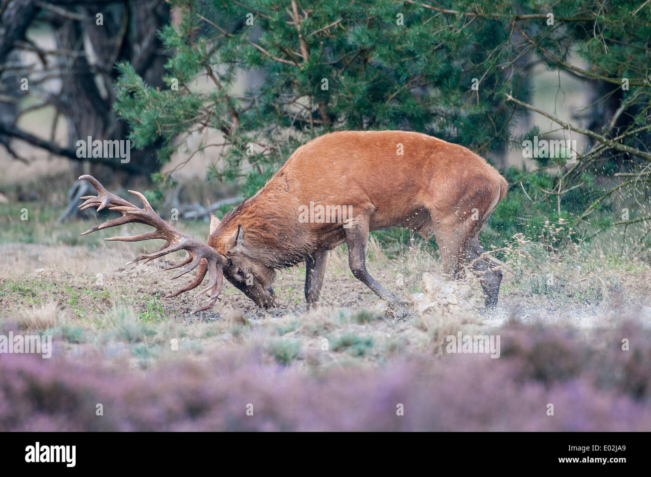 Rotwild natur nationalpark de hoge veluwe -Fotos und -Bildmaterial in ...