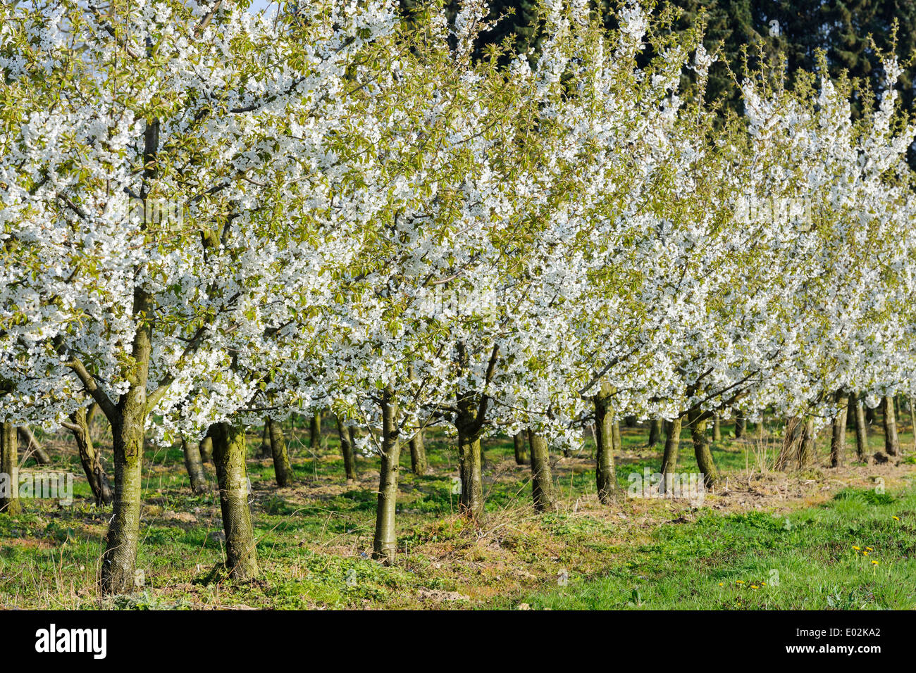 Baumplantage deutschland Stockfotos und -bilder Kaufen - Alamy