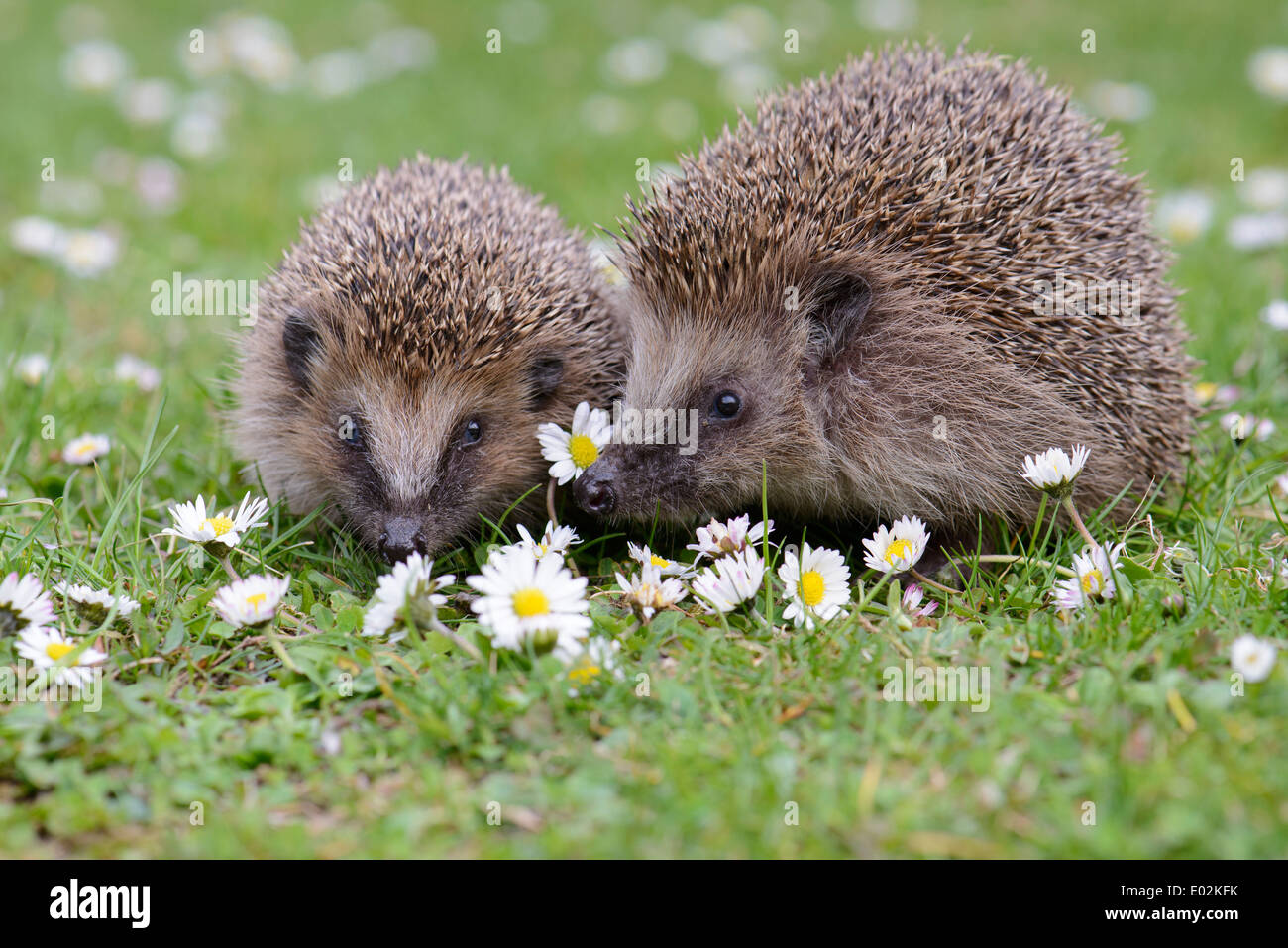 Gemeinsame igel -Fotos und -Bildmaterial in hoher Auflösung – Alamy