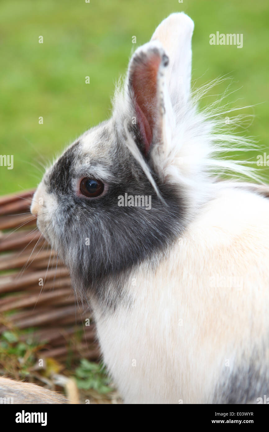 White bunny back view -Fotos und -Bildmaterial in hoher Auflösung – Alamy