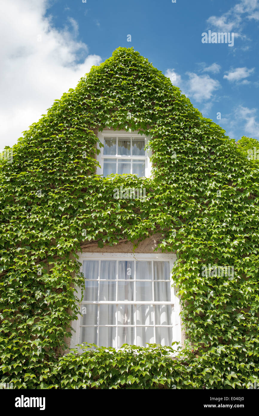 House with ivy -Fotos und -Bildmaterial in hoher Auflösung – Alamy