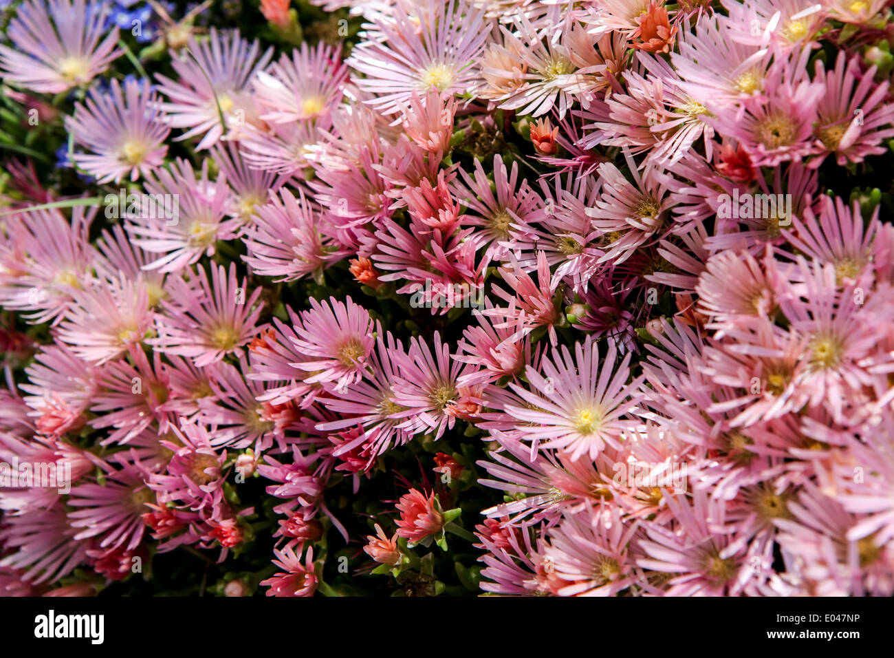 Ice plant delosperma flower -Fotos und -Bildmaterial in hoher Auflösung ...