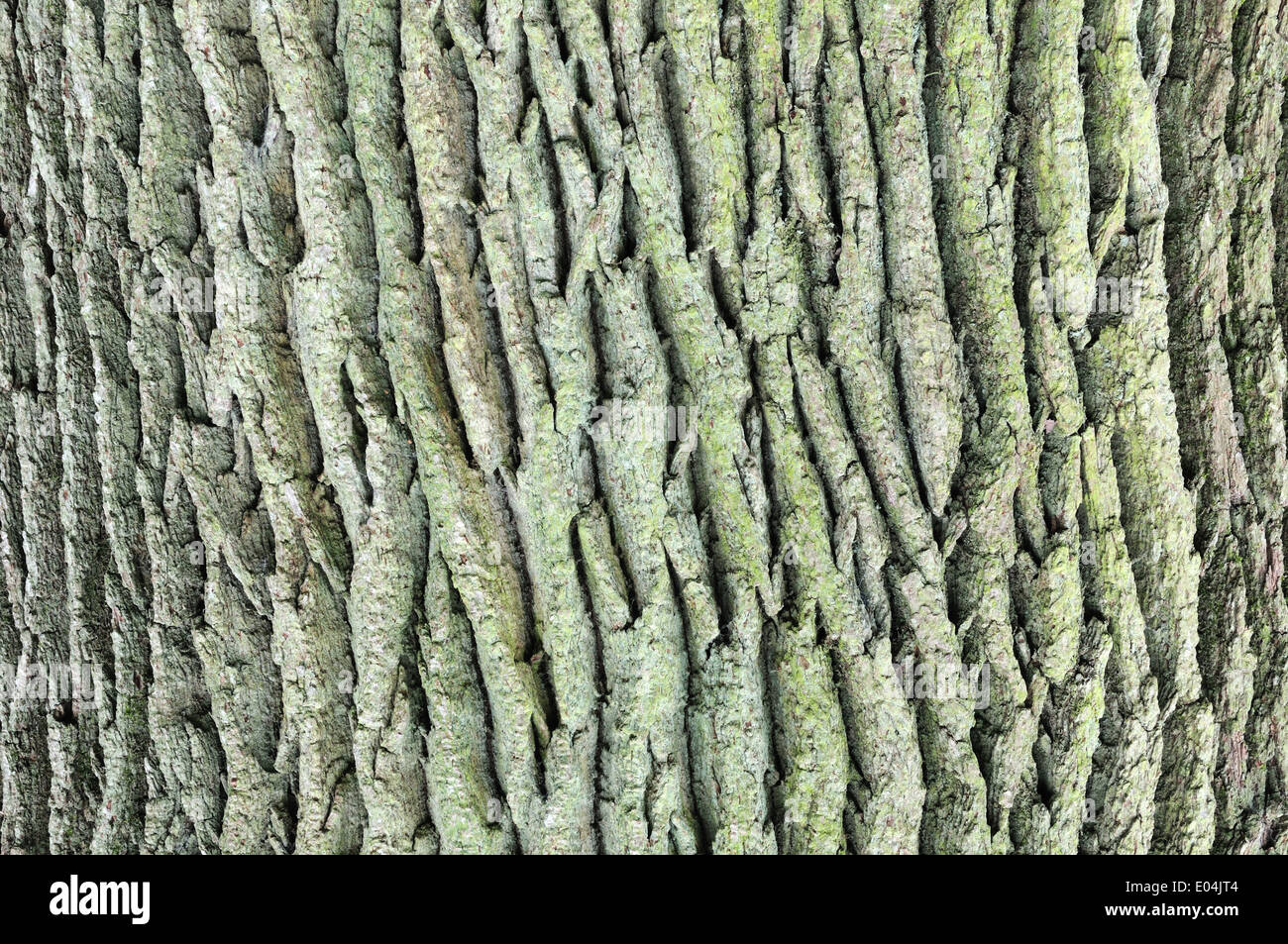 Baumrinde detail -Fotos und -Bildmaterial in hoher Auflösung - Seite 3 ...