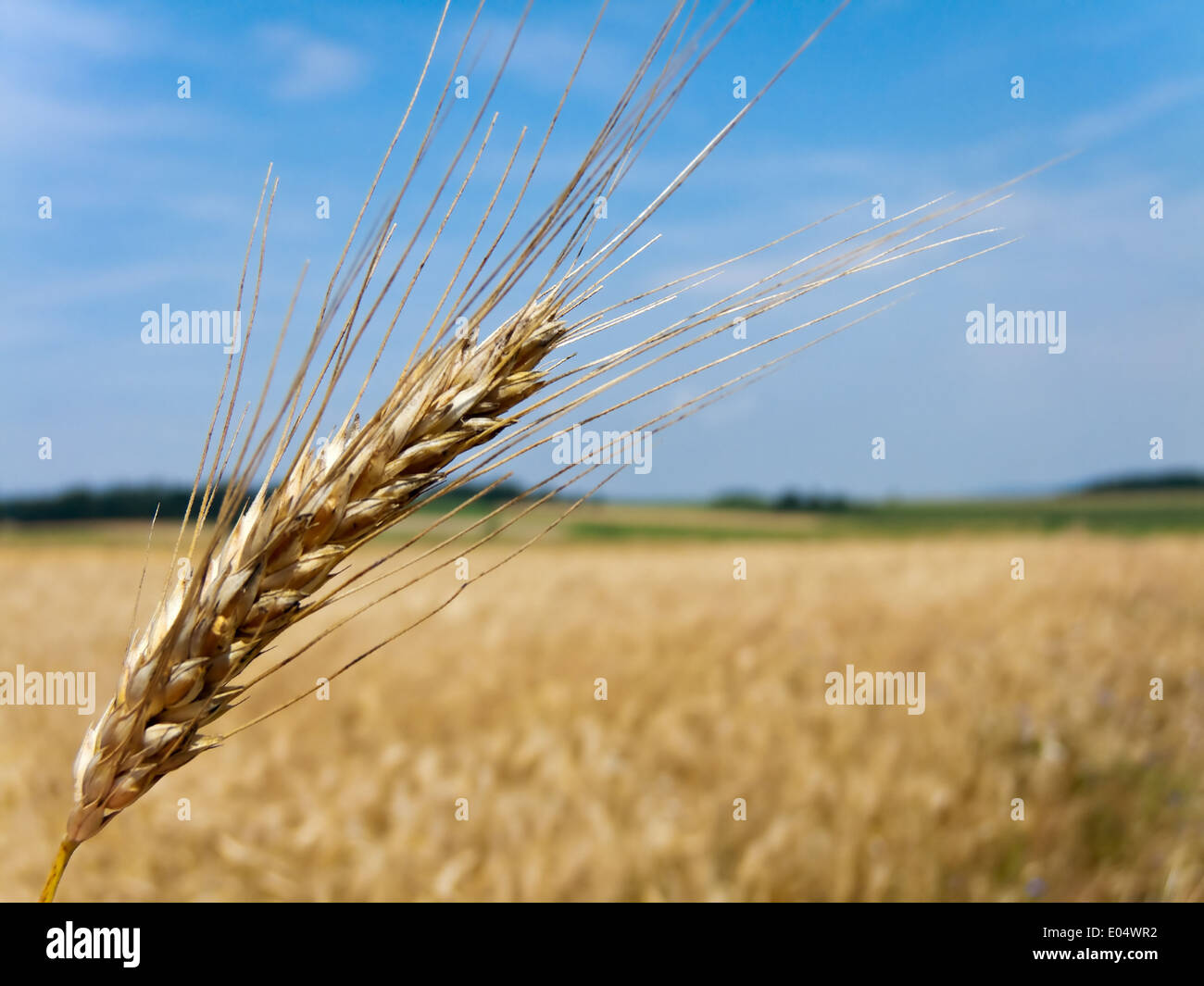 Getreide fe -Fotos und -Bildmaterial in hoher Auflösung – Alamy
