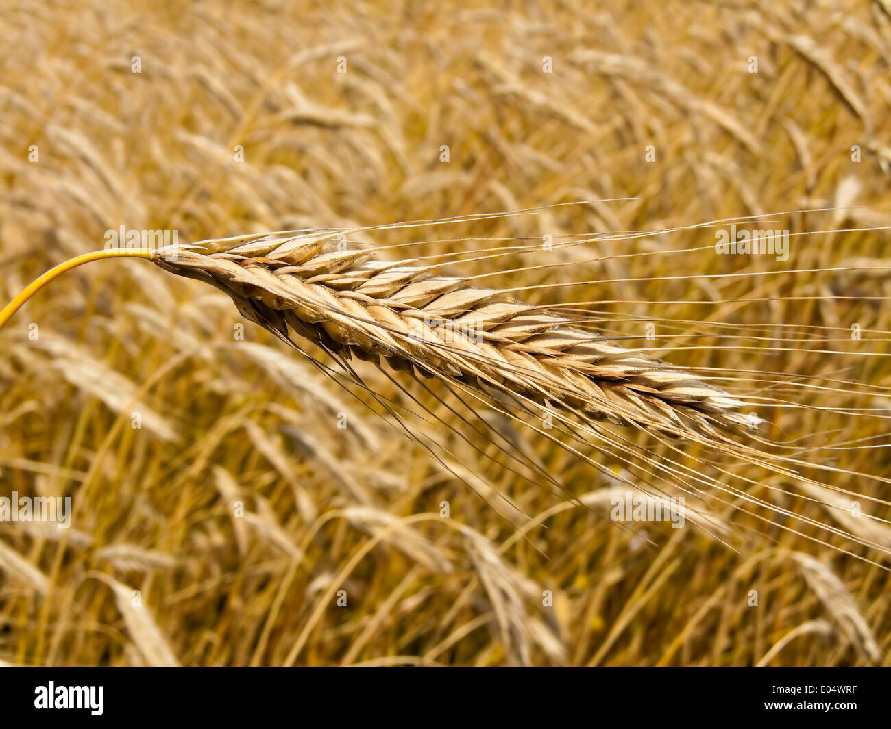 Getreides feld -Fotos und -Bildmaterial in hoher Auflösung – Alamy