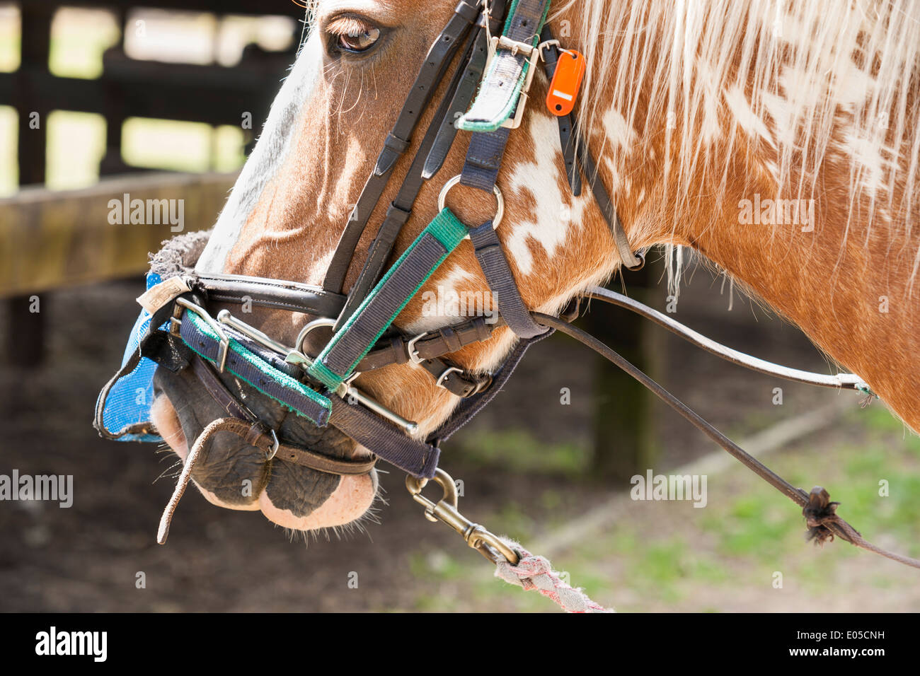 Bridle eye -Fotos und -Bildmaterial in hoher Auflösung – Alamy