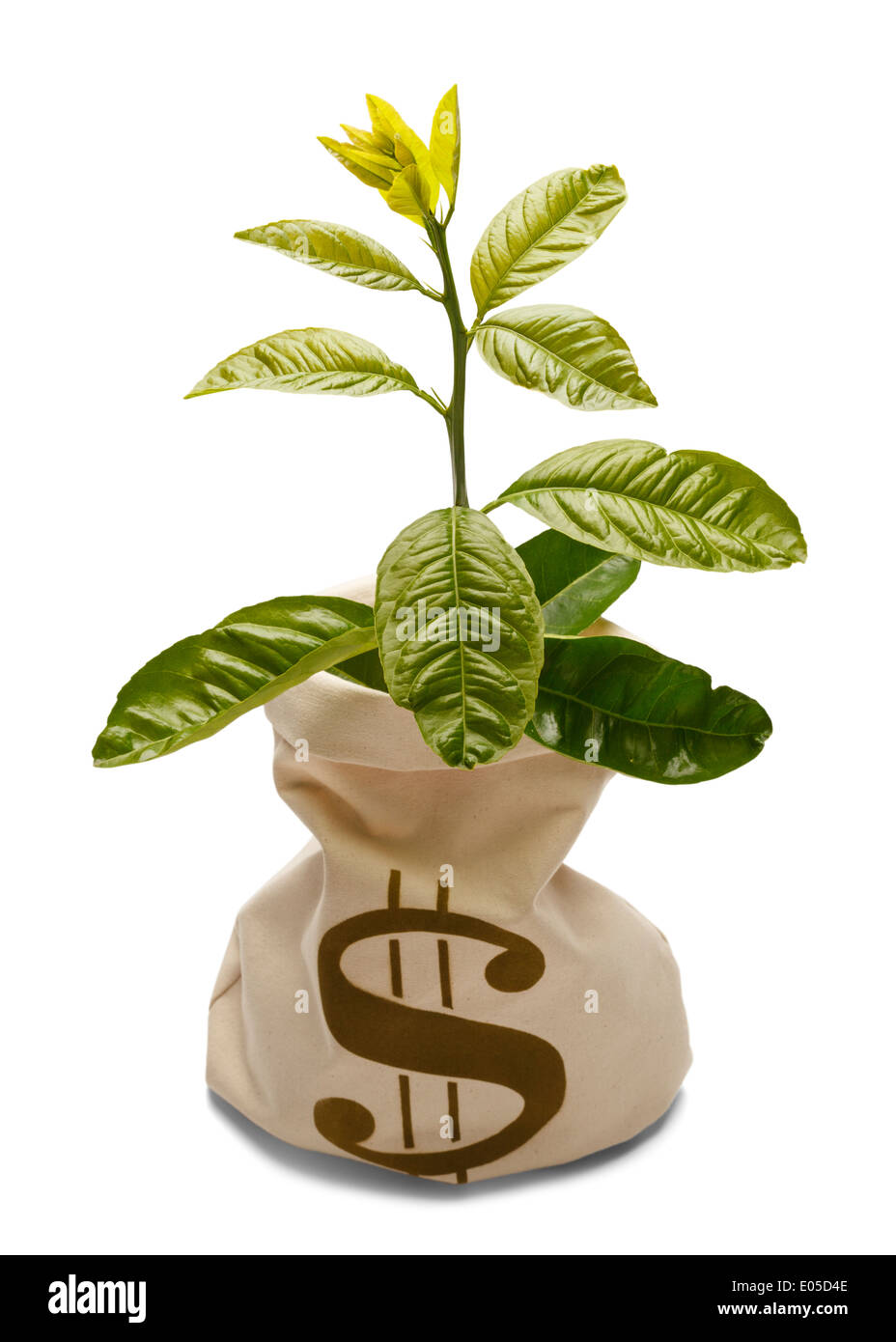 Geld auf baum -Fotos und -Bildmaterial in hoher Auflösung – Alamy