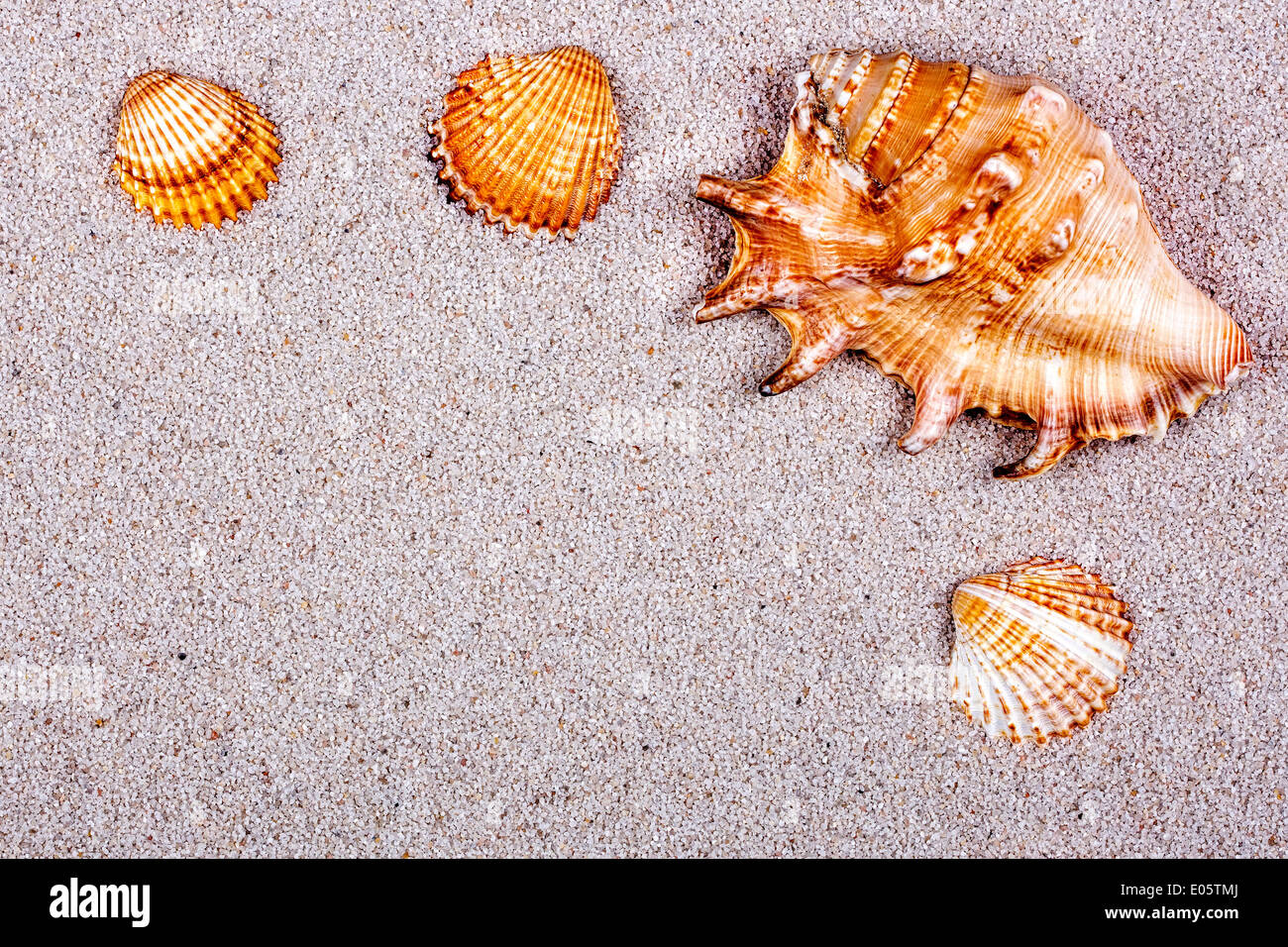 Muschel hintergrund -Fotos und -Bildmaterial in hoher Auflösung – Alamy