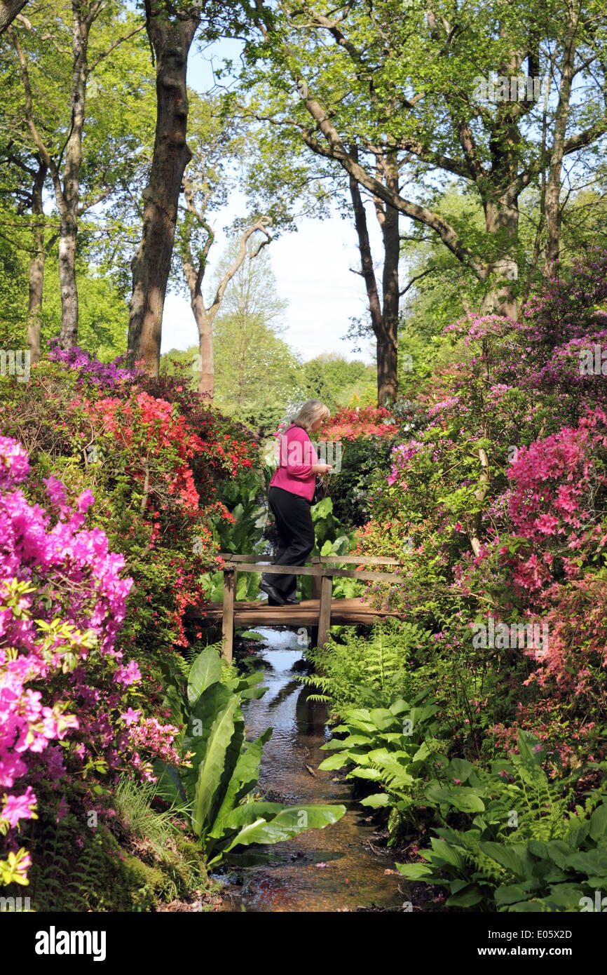 Isabella Plantation, Richmond Park, Surrey, UK. 3. Mai 2014. Eine Dame ...