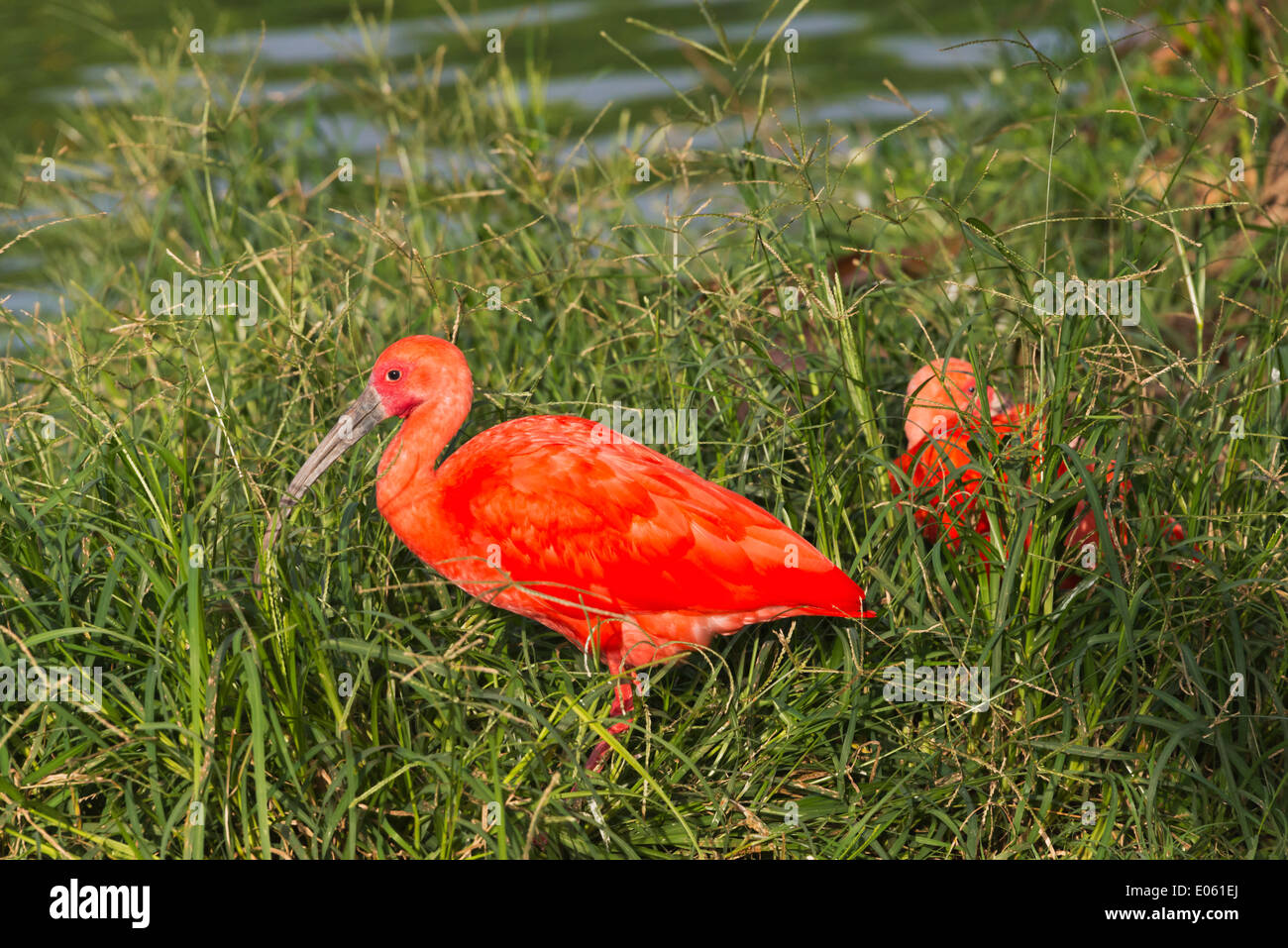 Roter ibis eudocimus -Fotos und -Bildmaterial in hoher Auflösung – Alamy