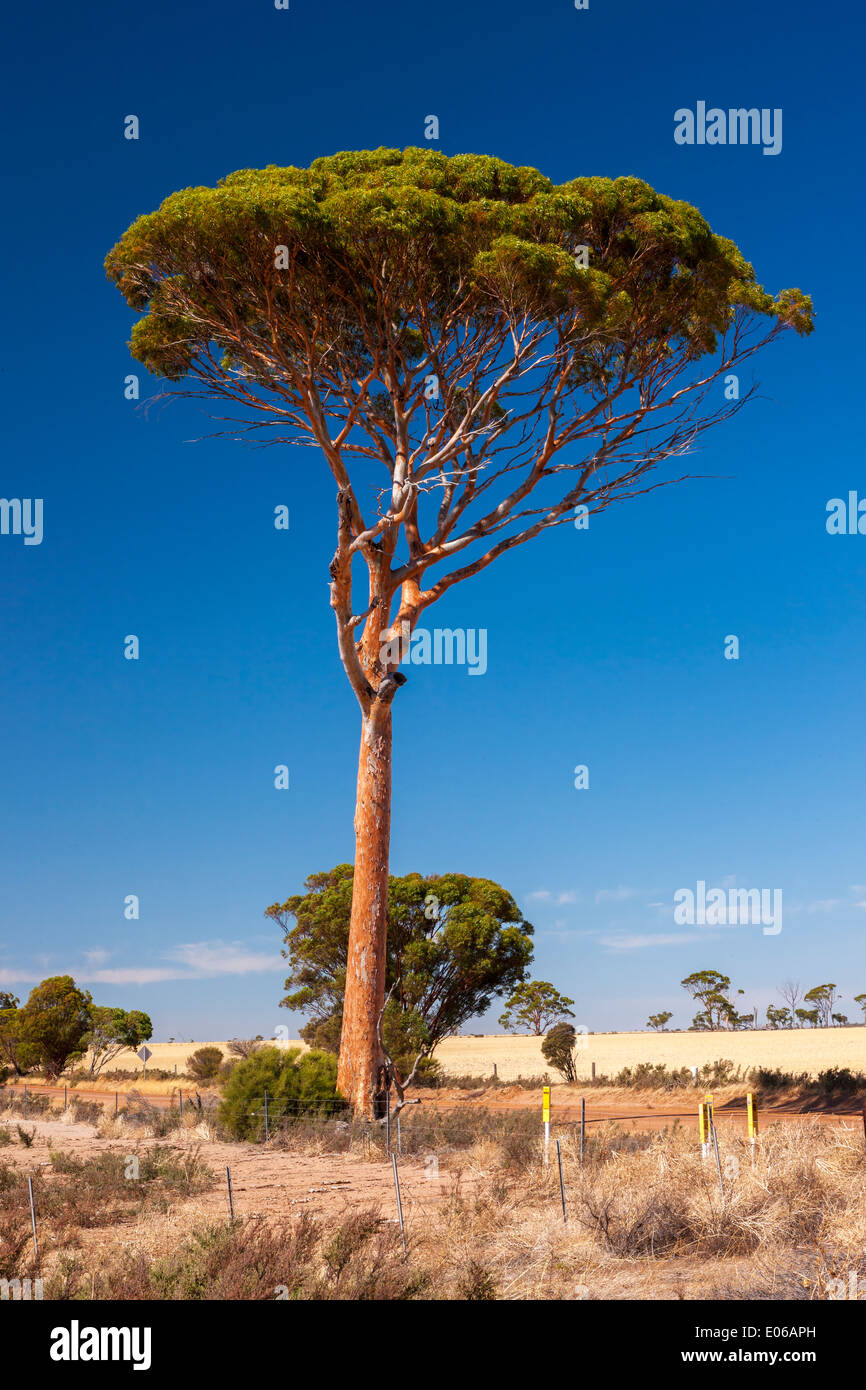 Blaugummi eukalyptus -Fotos und -Bildmaterial in hoher Auflösung – Alamy