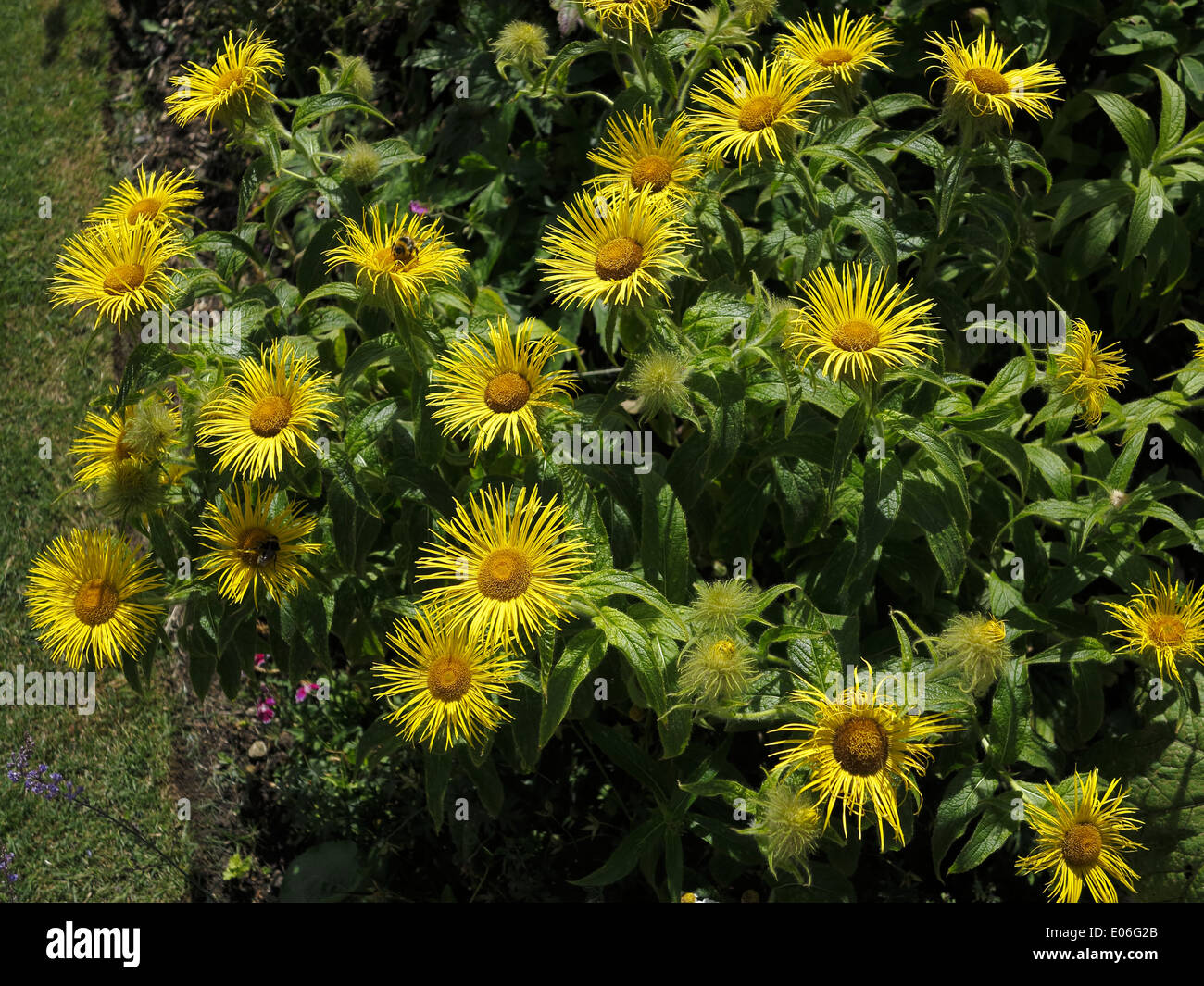 Inula Hookeri ein Mitglied der Familie der Korbblütler in einem Garten ...