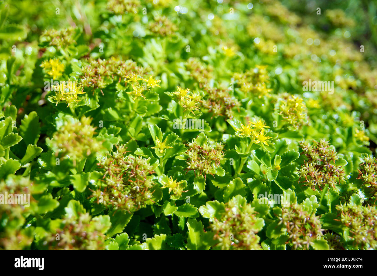 Bodendecker gartenpflanze -Fotos und -Bildmaterial in hoher Auflösung ...